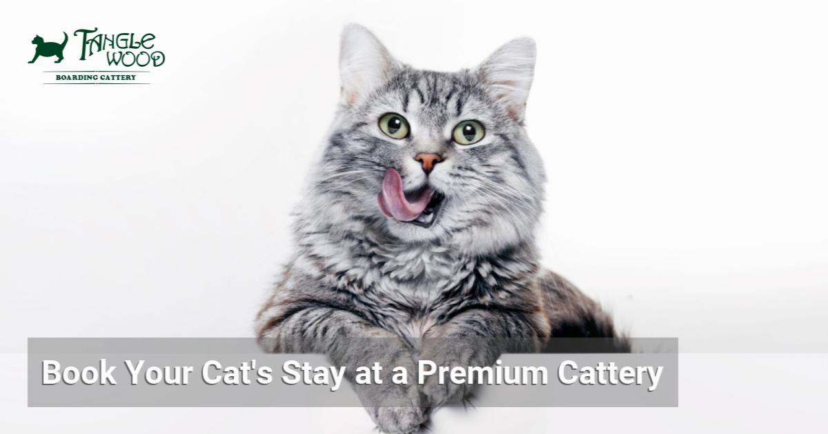 Booking - Tanglewood Cattery